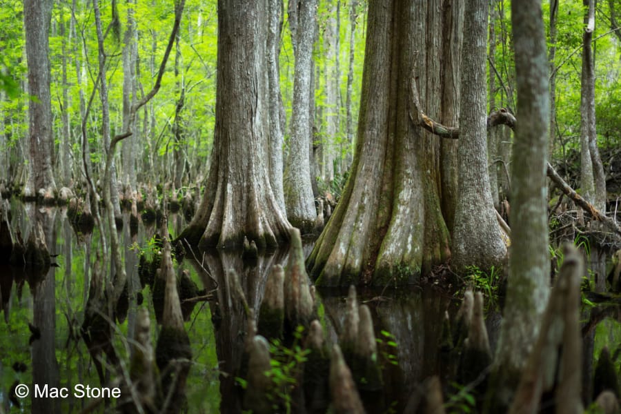 Francis Beidler Forest Audubon Center & Sanctuary - SC Nature Adventures